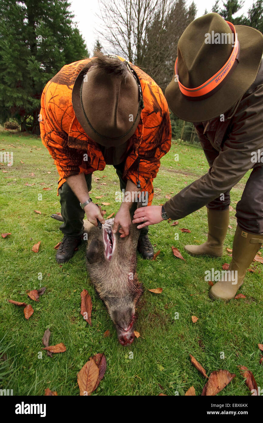 Bébé sanglier Banque de photographies et d’images à haute résolution ...