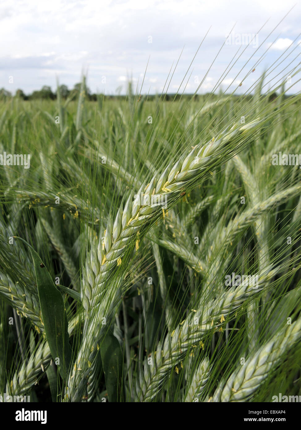 Triticale épi floraison Banque de photographies et d’images à haute ...