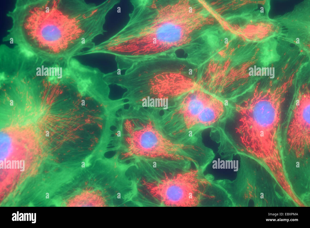 Fluorescence cells Banque de photographies et d’images à haute ...