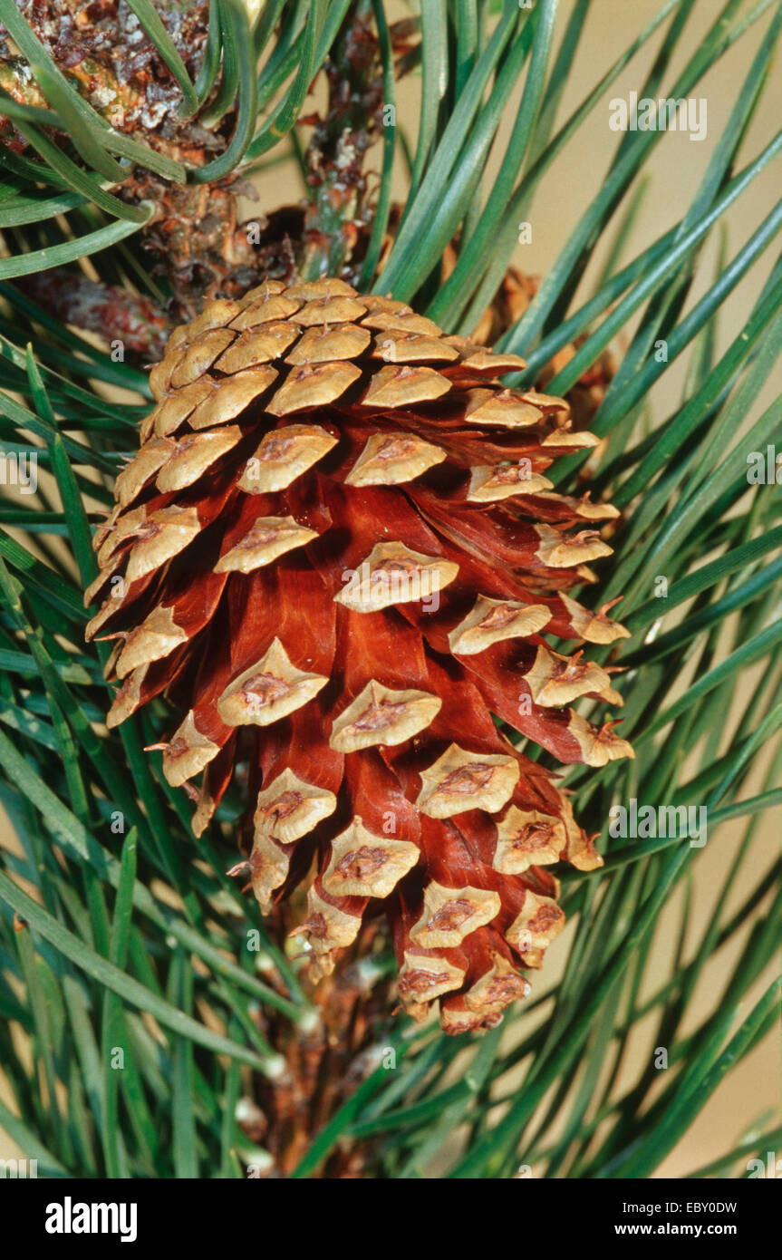 Le pin mugo, pin (Pinus uncinata, Pinus mugo ssp. uncinata), cône Photo ...