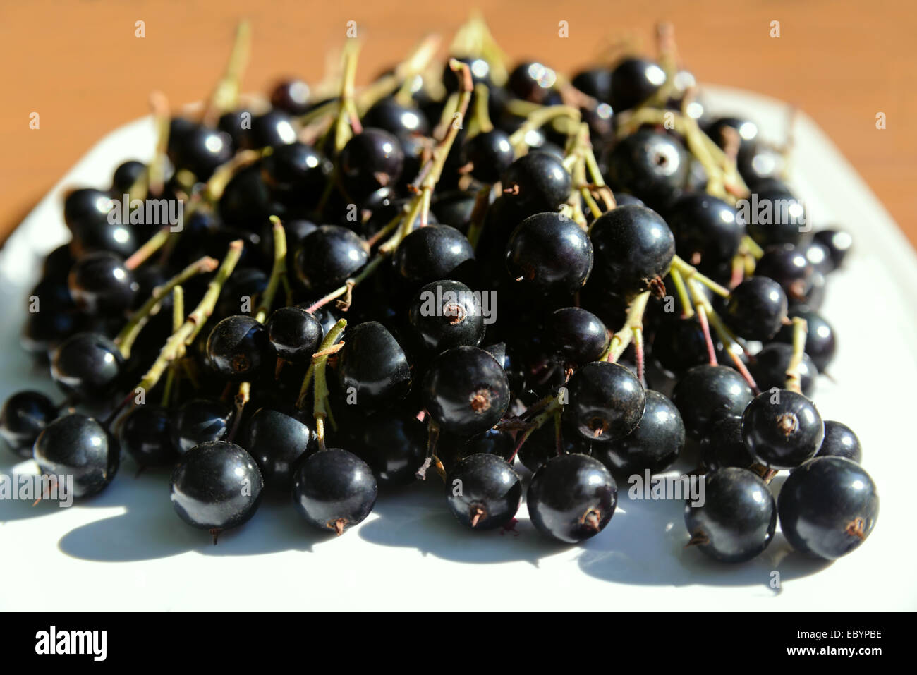 Cassis feuille Banque de photographies et d’images à haute résolution ...