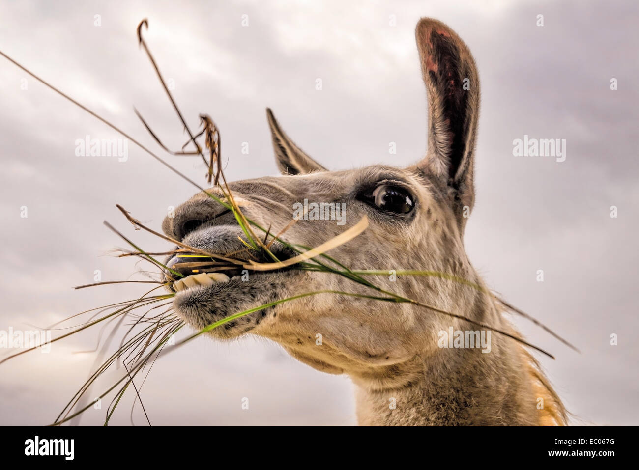 Lama teeth Banque de photographies et d’images à haute résolution - Alamy