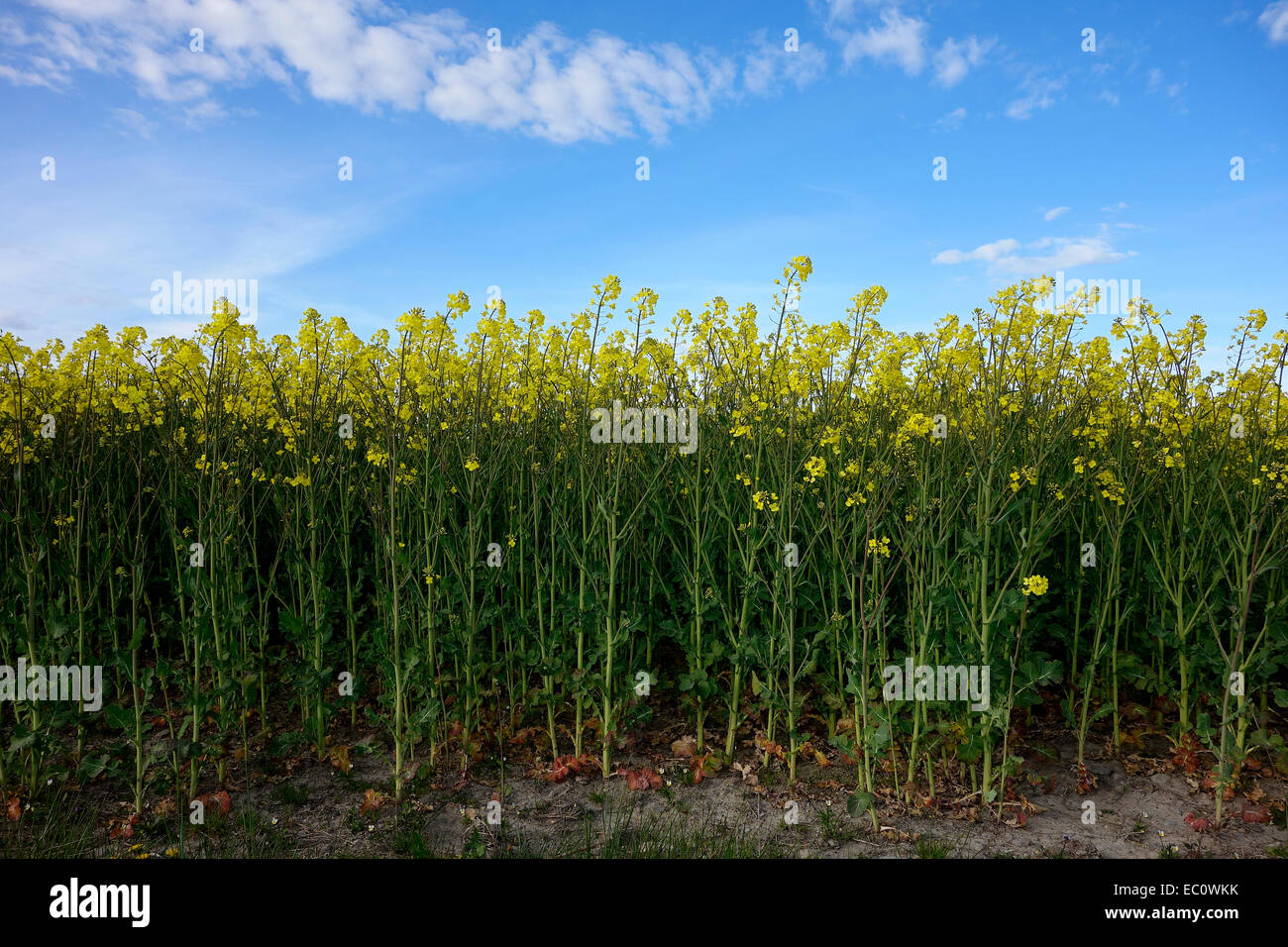 Champ de colza en fleur de près. (Brassica napus L.) (Brassica rapa ...