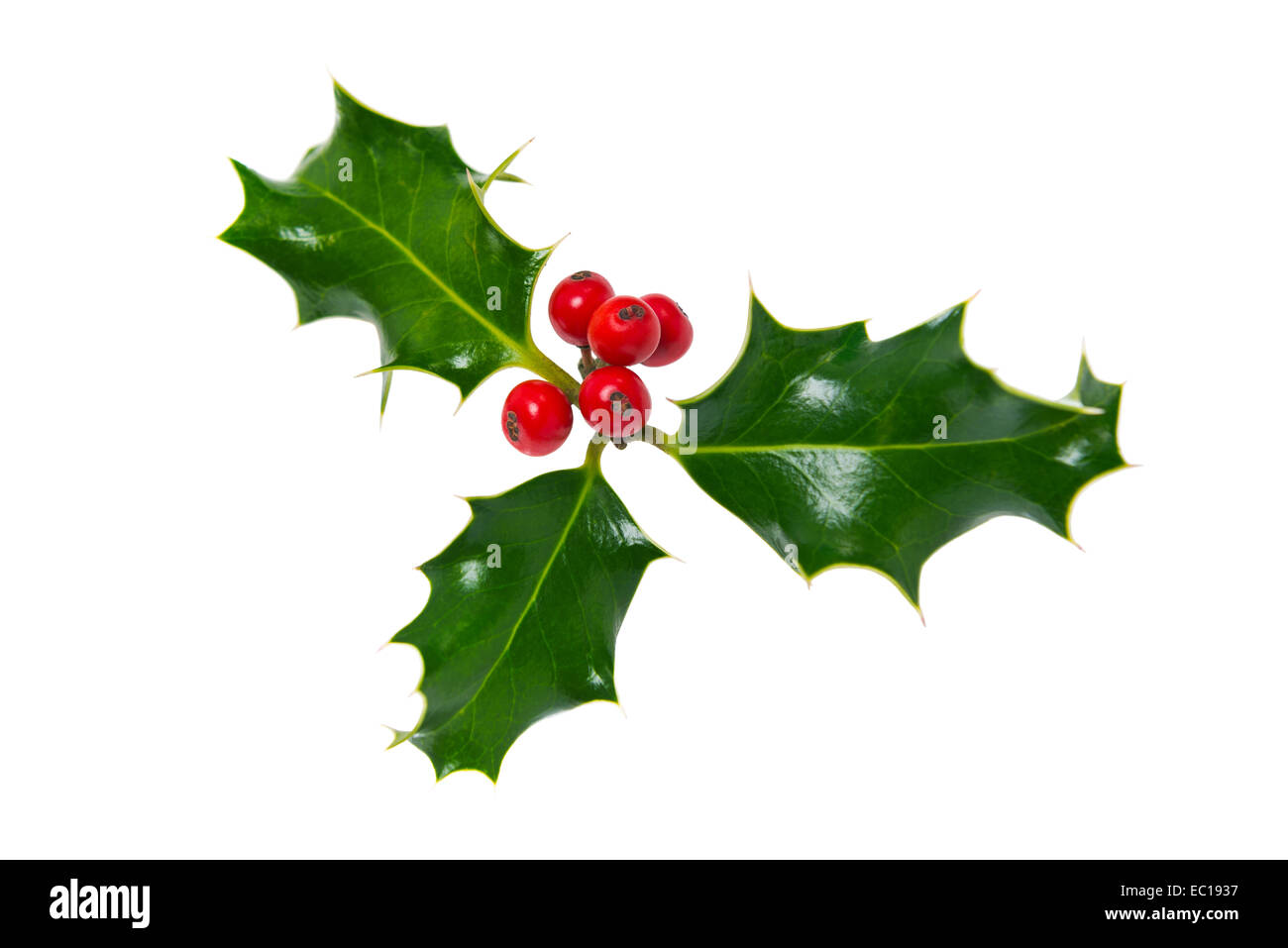 Baies de houx rouge d'hiver Banque de photographies et d’images à haute résolution - Alamy