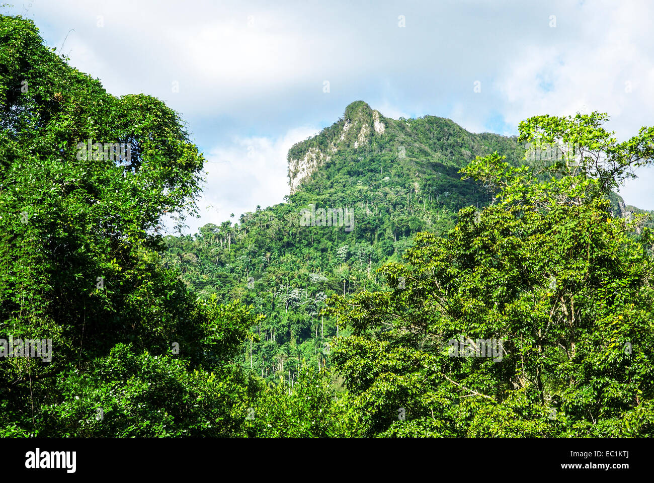 Parc national du yunque Banque de photographies et d’images à haute ...