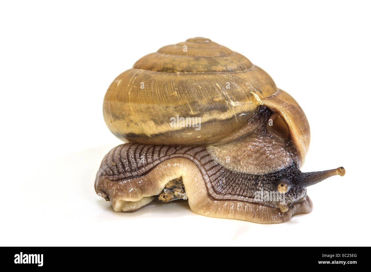 Escargot sur fond blanc Banque de photographies et d’images à haute ...