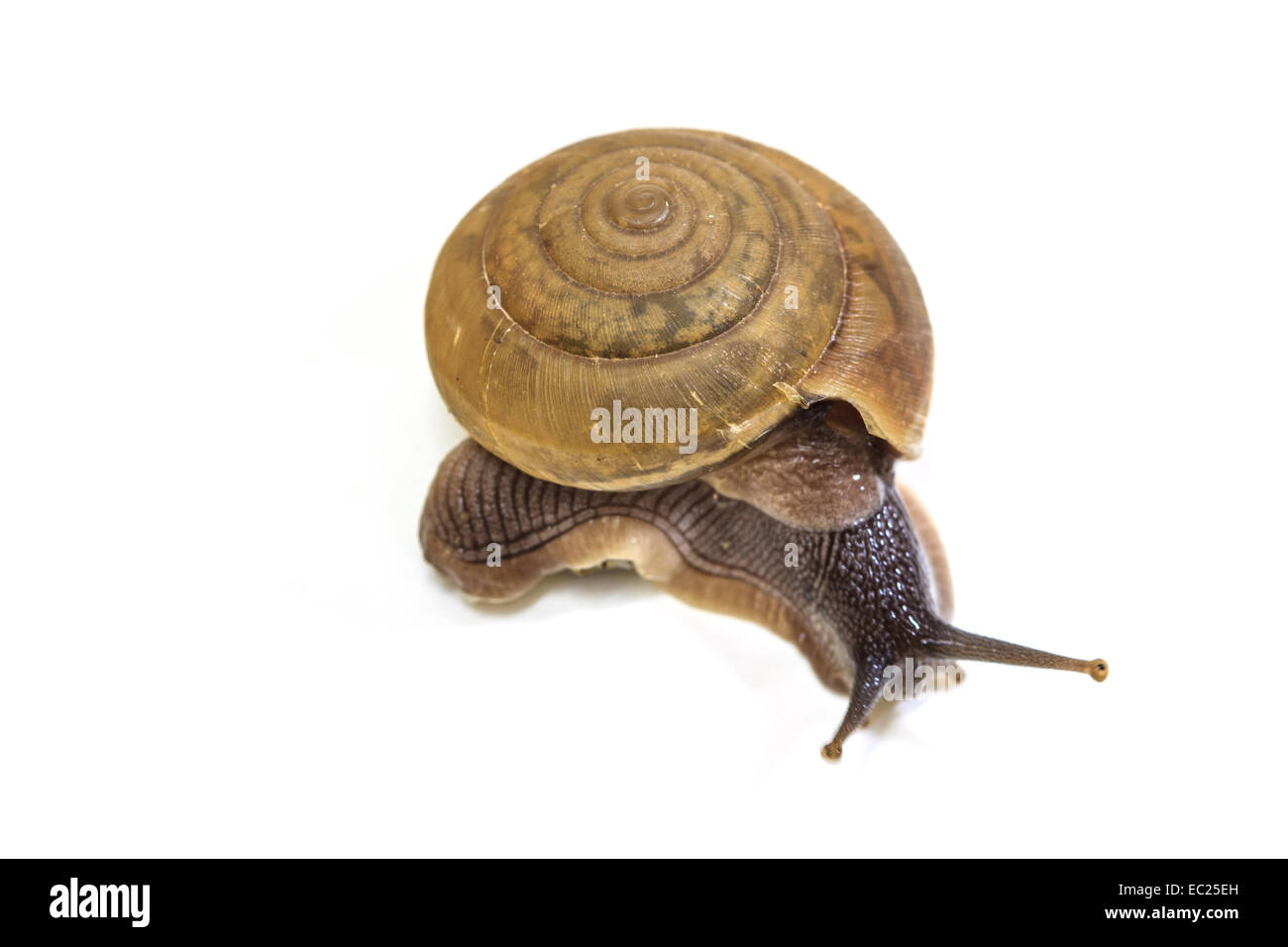 Escargot sur fond blanc Banque de photographies et d’images à haute ...