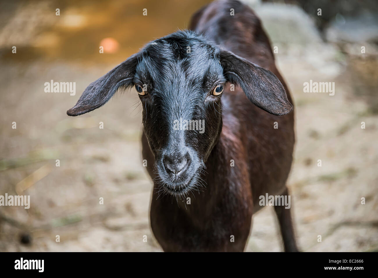 Race de chèvre africaine Banque de photographies et d’images à haute ...