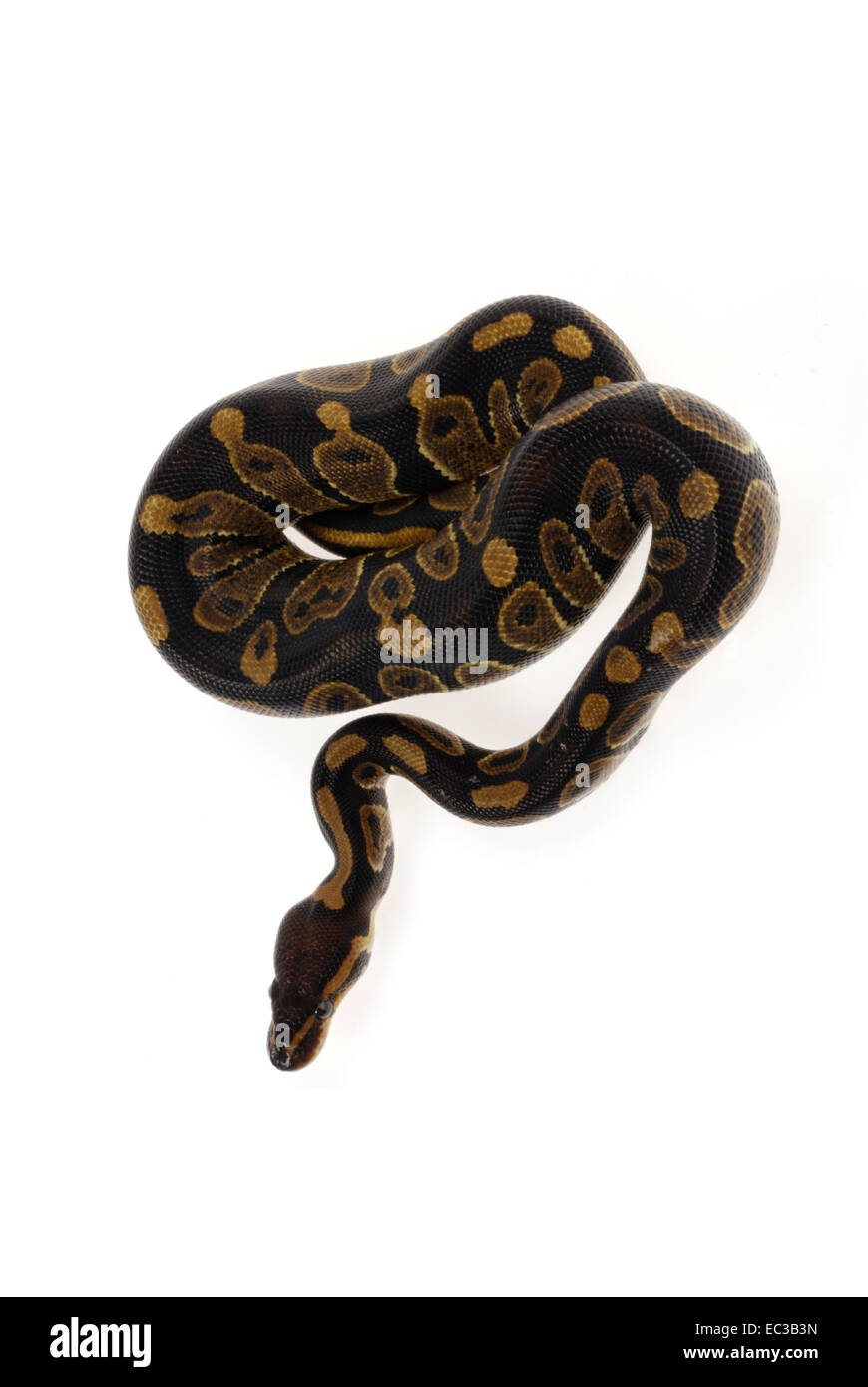 Pythonidae reptile Banque d'images détourées - Alamy