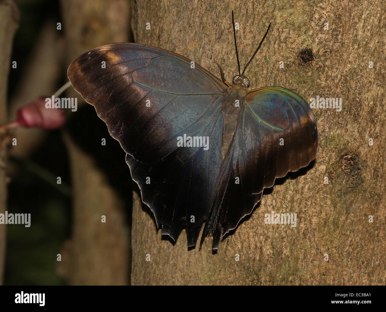 Le géant de la forêt (Caligo eurilochus Papillon Chouette ailes ...
