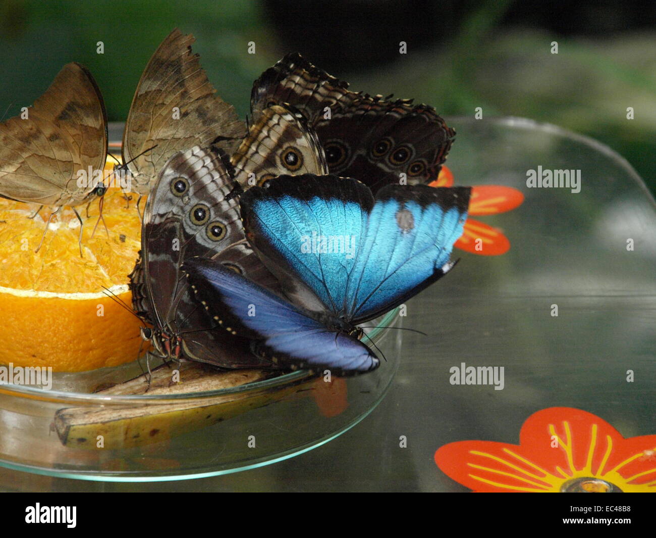 Oranges butterflies Banque de photographies et d’images à haute ...
