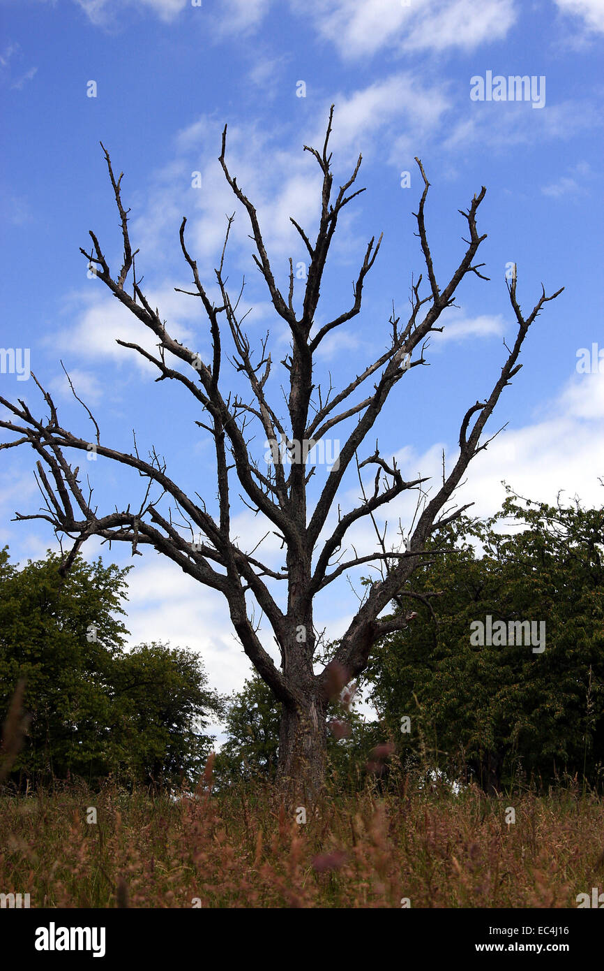 Arbre de mort Banque de photographies et d’images à haute résolution ...