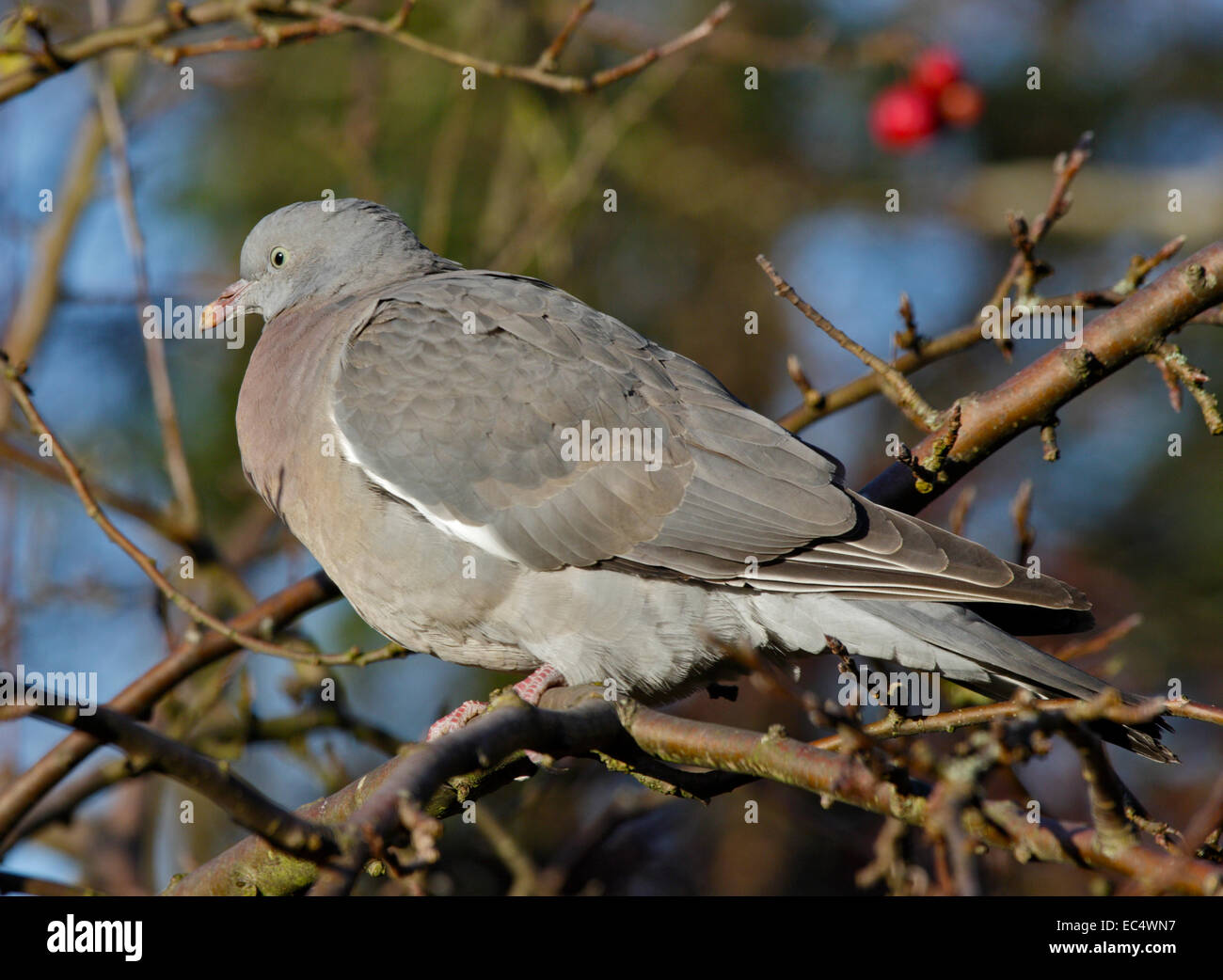 Jeune pigeon ramier Banque de photographies et d’images à haute ...