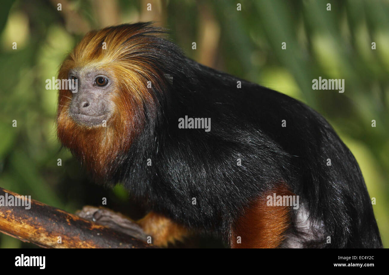 Singe lion Banque de photographies et d’images à haute résolution - Alamy