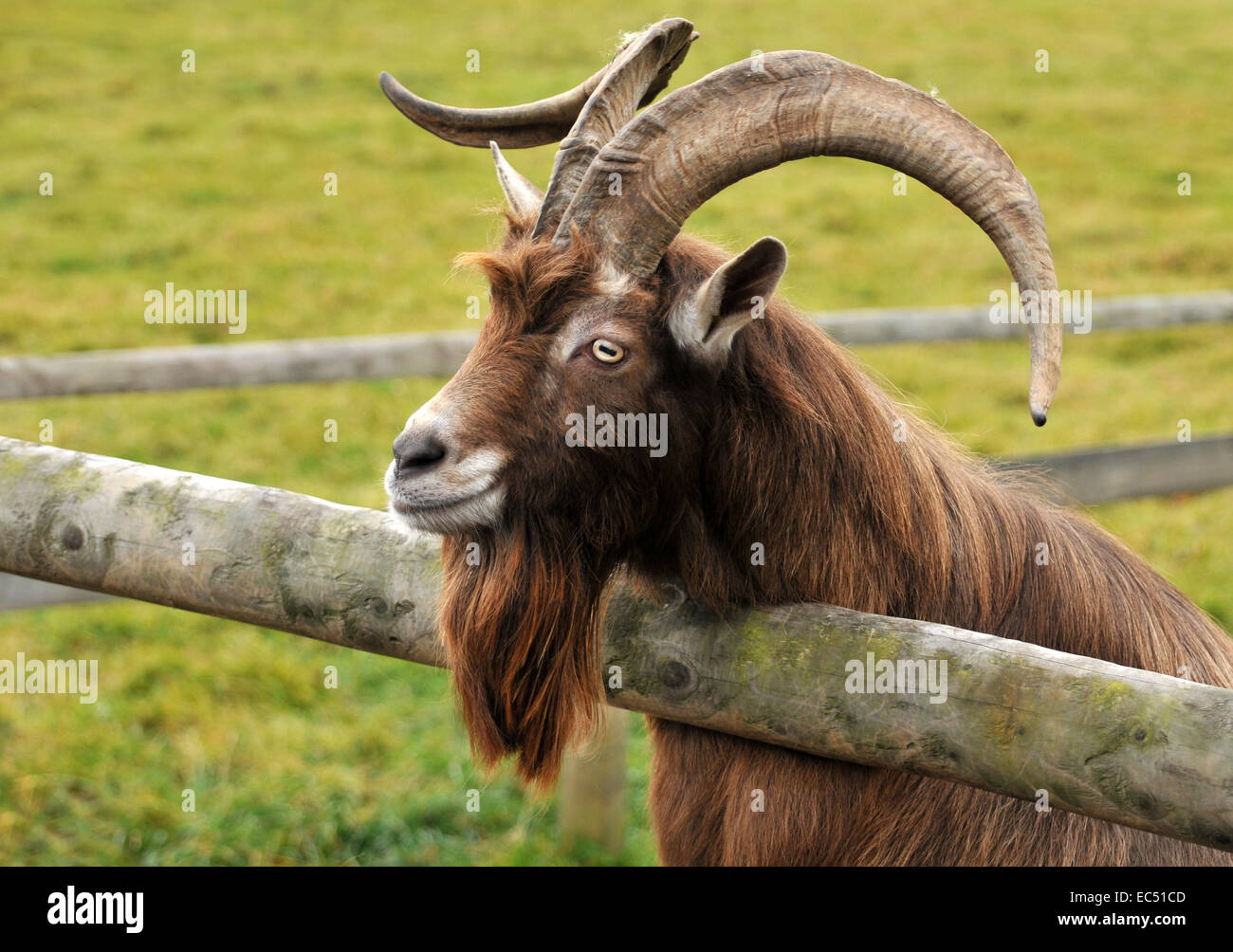 Rove goats Banque de photographies et d’images à haute résolution - Alamy