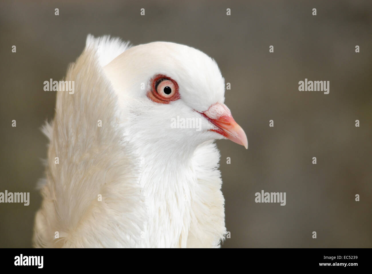 Wig pigeon Banque de photographies et d’images à haute résolution - Alamy