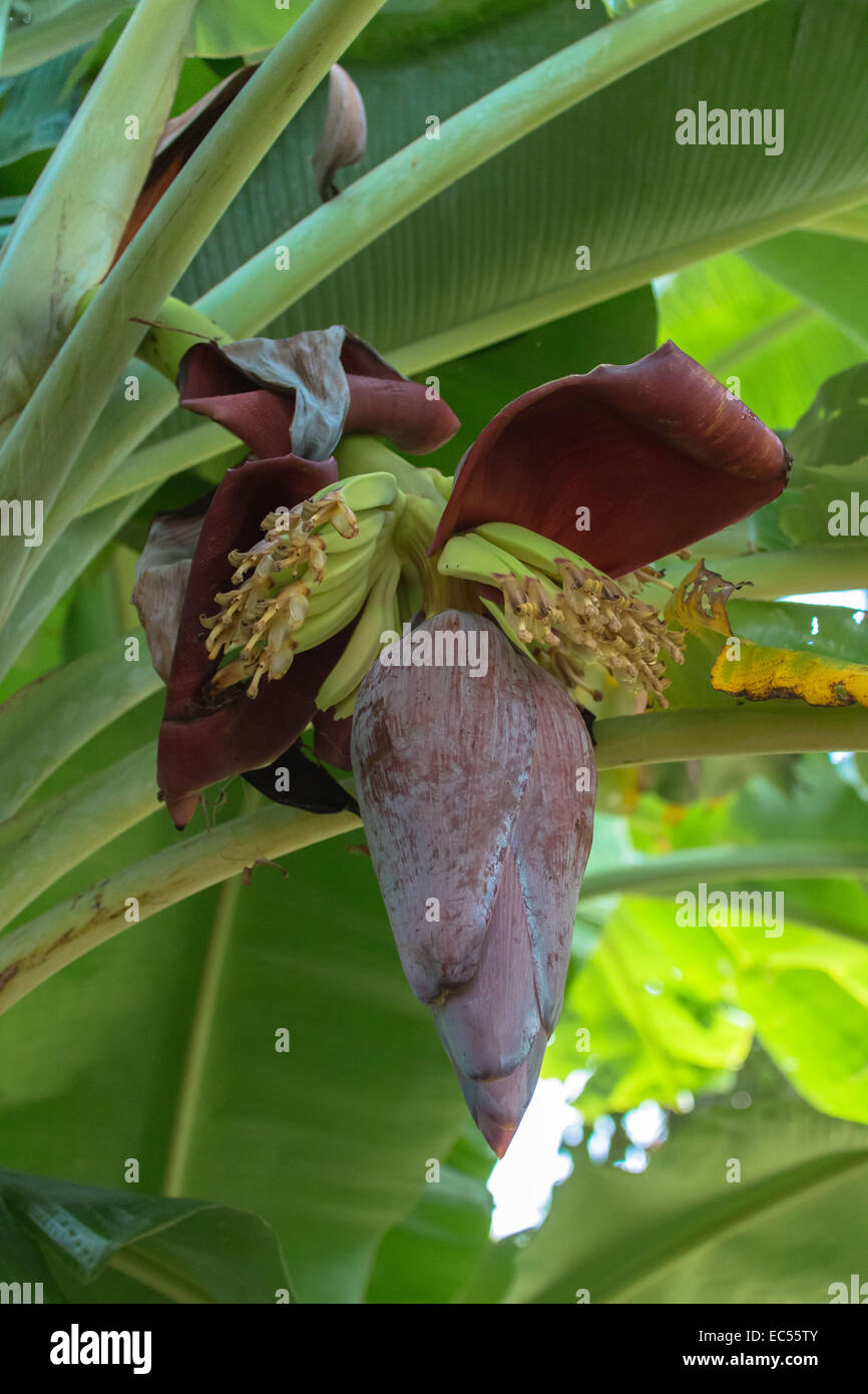 Musa sp Banque de photographies et d’images à haute résolution - Alamy
