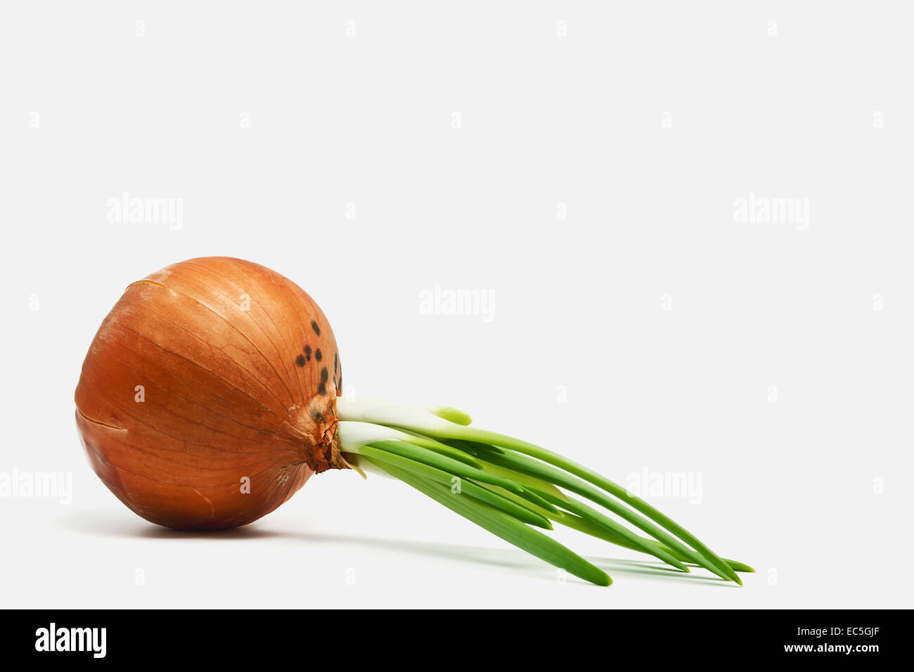 Oignons pourris Banque de photographies et d’images à haute résolution ...