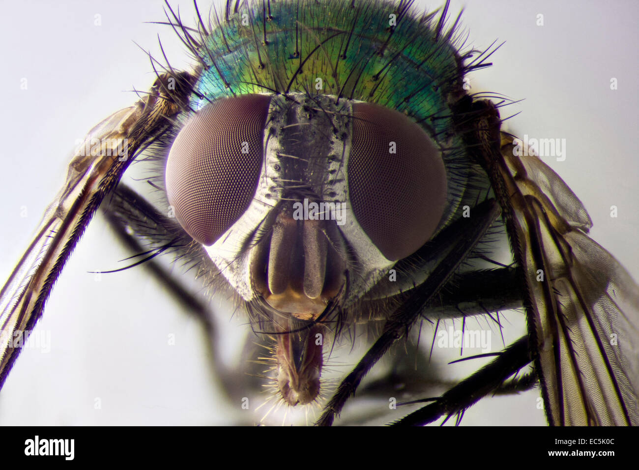 Micro species Banque de photographies et d’images à haute résolution ...