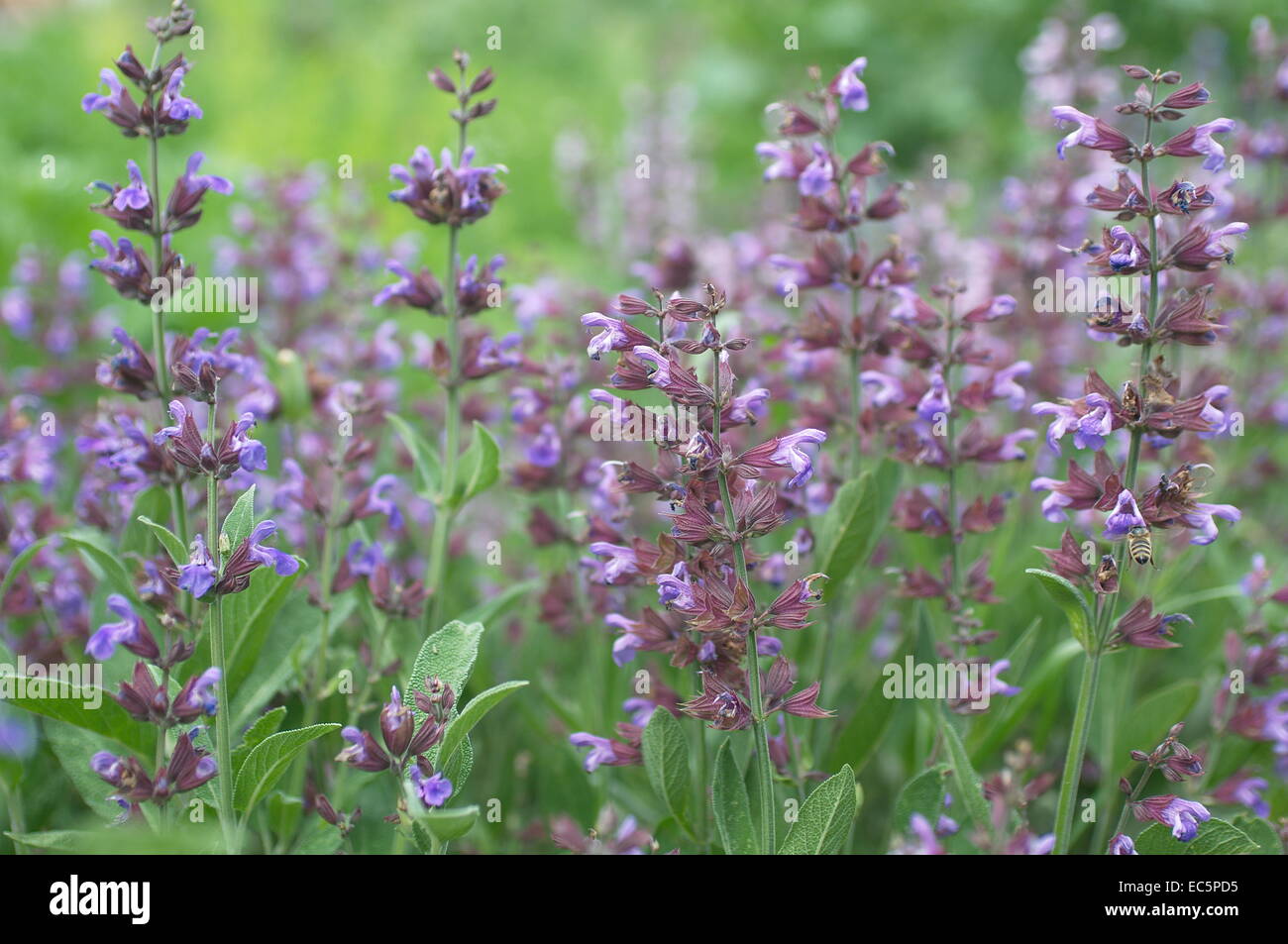 La floraison de la sauge, Salvia officinalis Sauge, véritable Photo ...