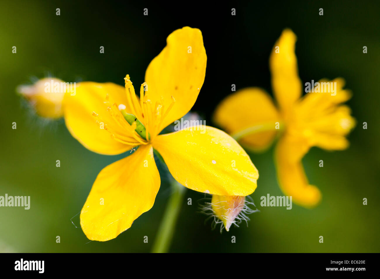 Chelidonium majus Banque de photographies et d’images à haute ...