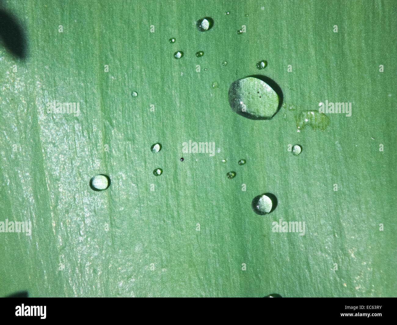Eau gouttes Banque de photographies et d’images à haute résolution - Alamy