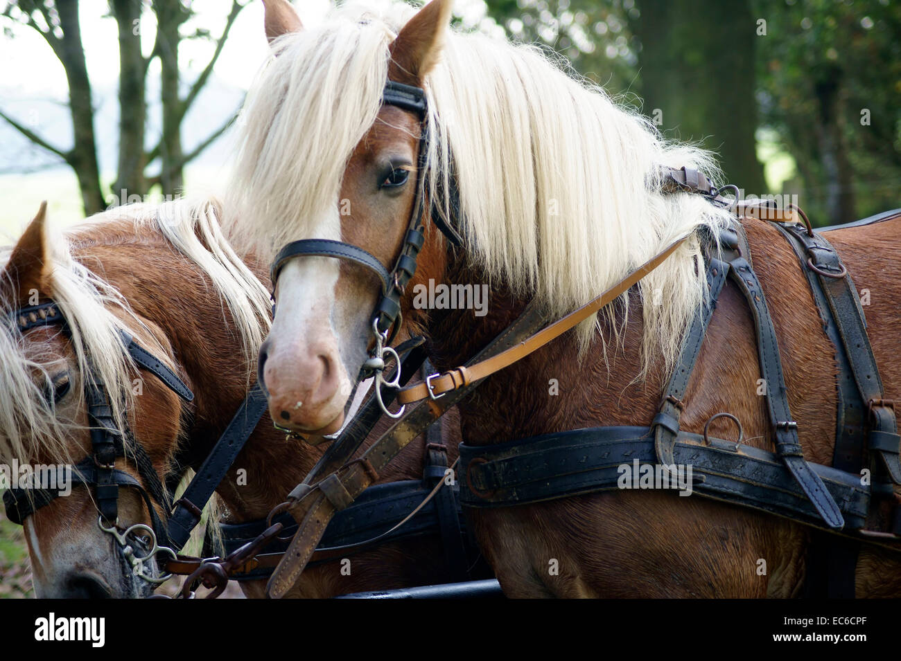 Haflinger team Banque de photographies et d’images à haute résolution ...