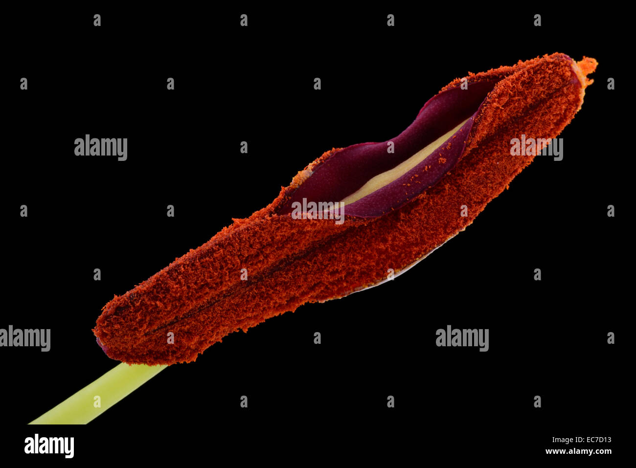 Anthère de fleur de lys Banque de photographies et d’images à haute ...