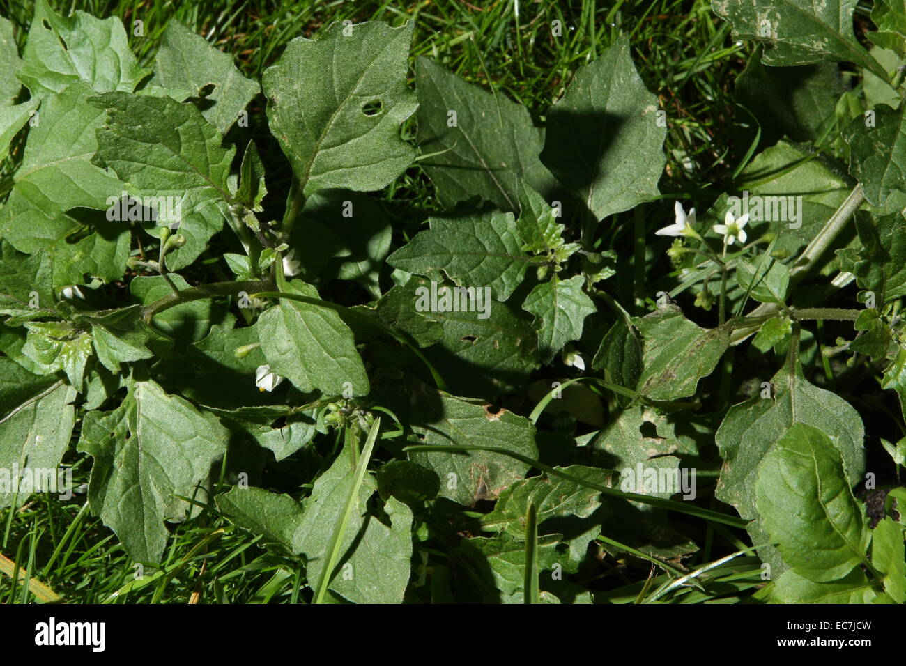Morelle noire solanum nigrum Banque de photographies et d’images à ...