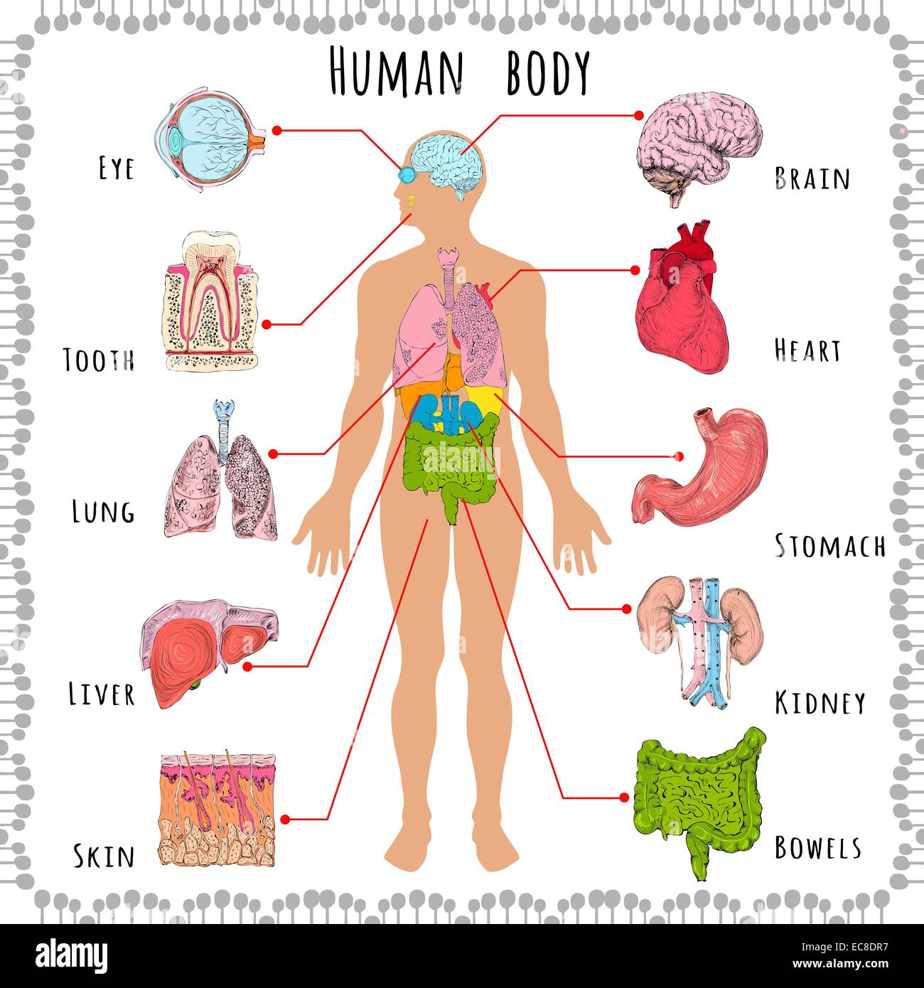 Corps humain infographies médicales avec personne d'ossature et d ...