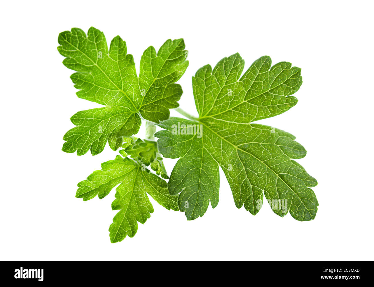 Feuille de groseille Banque d'image et photos - Alamy