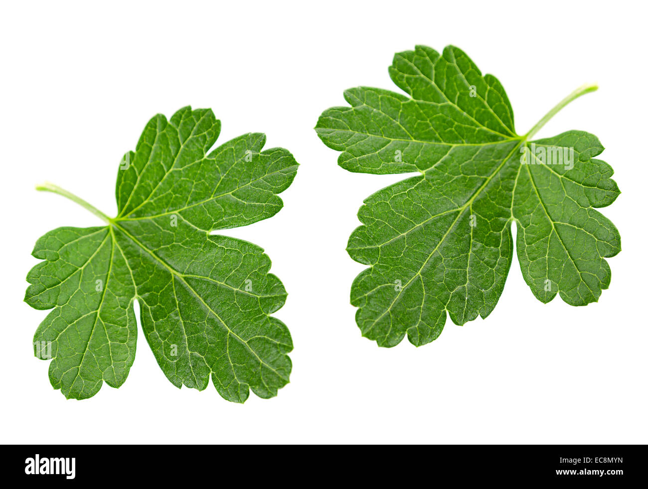 Feuille de groseiller Banque de photographies et d’images à haute ...