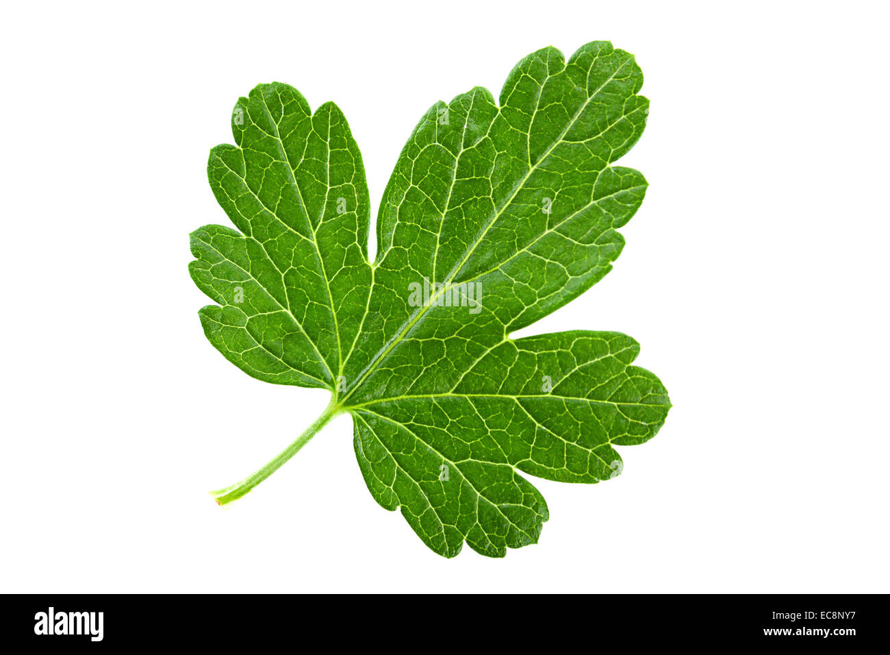 Feuille de groseiller Banque de photographies et d’images à haute ...
