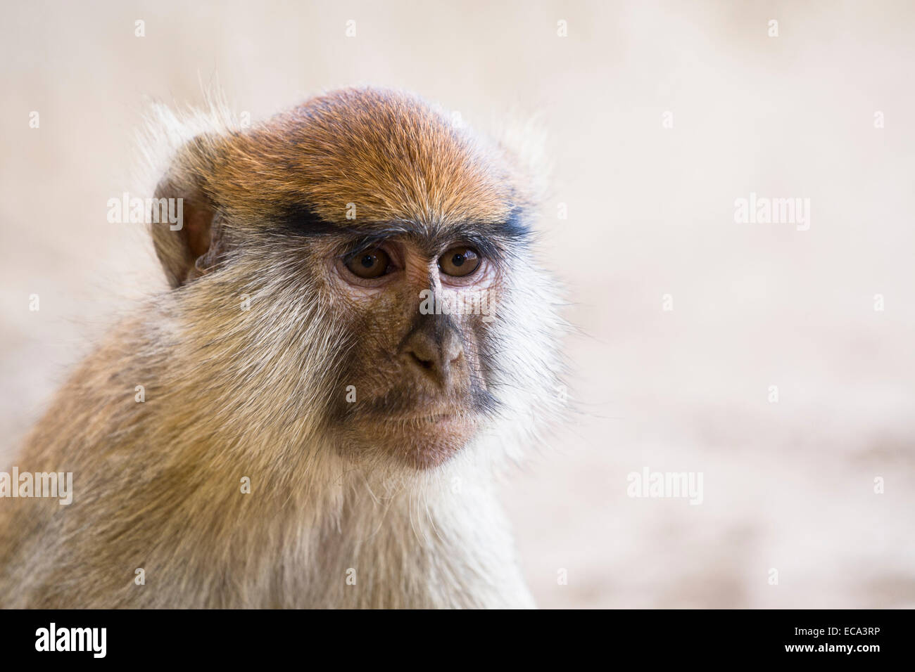 Patas monkey Banque de photographies et d’images à haute résolution - Alamy