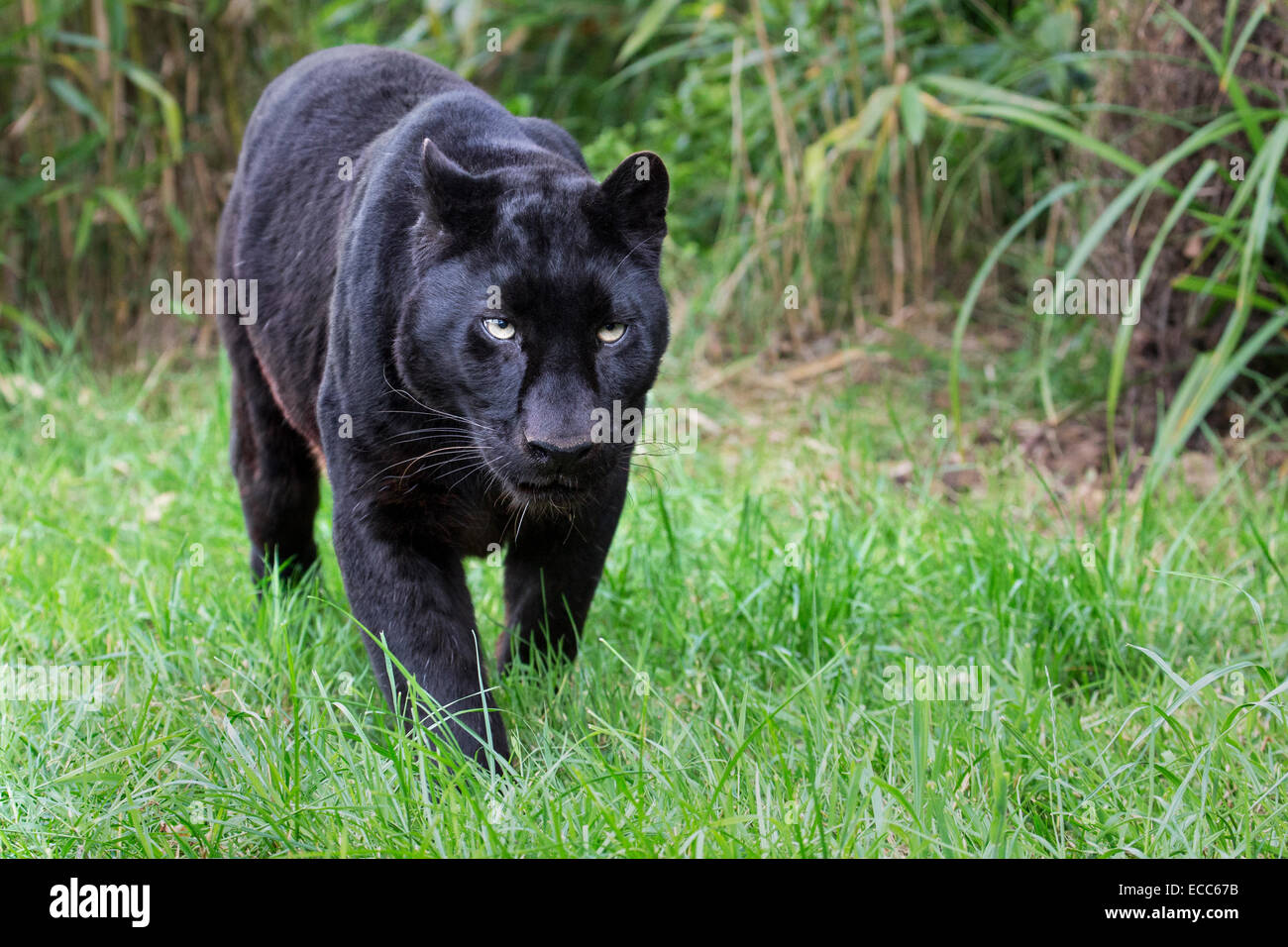 Black leopard panthera pardus leopard Banque de photographies et d ...