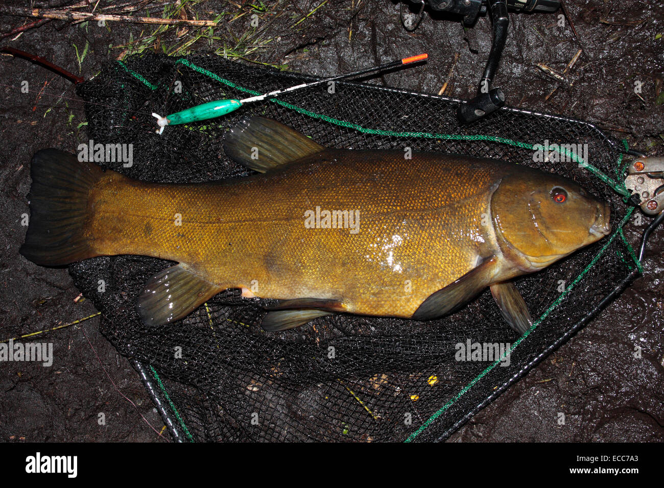 Tanche fish Banque de photographies et d’images à haute résolution - Alamy