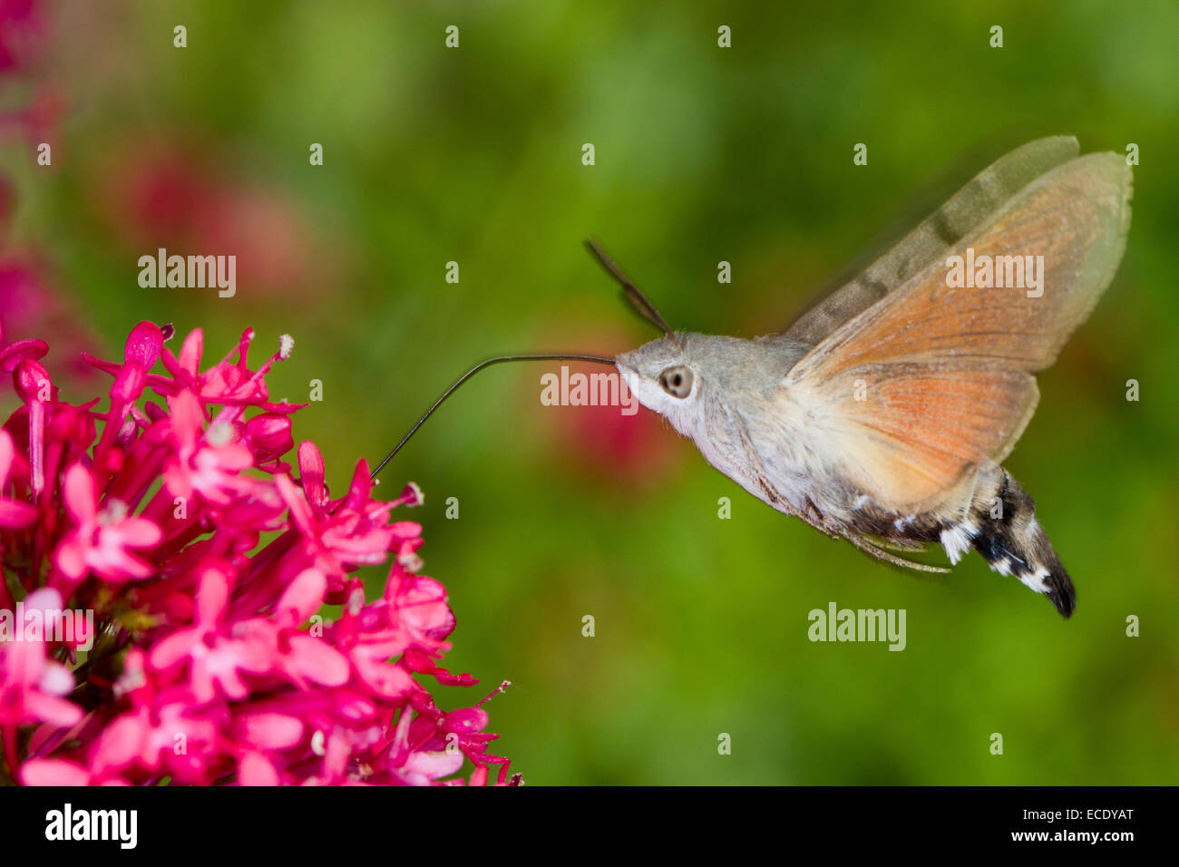 Fleurs de colibri Banque de photographies et d’images à haute ...