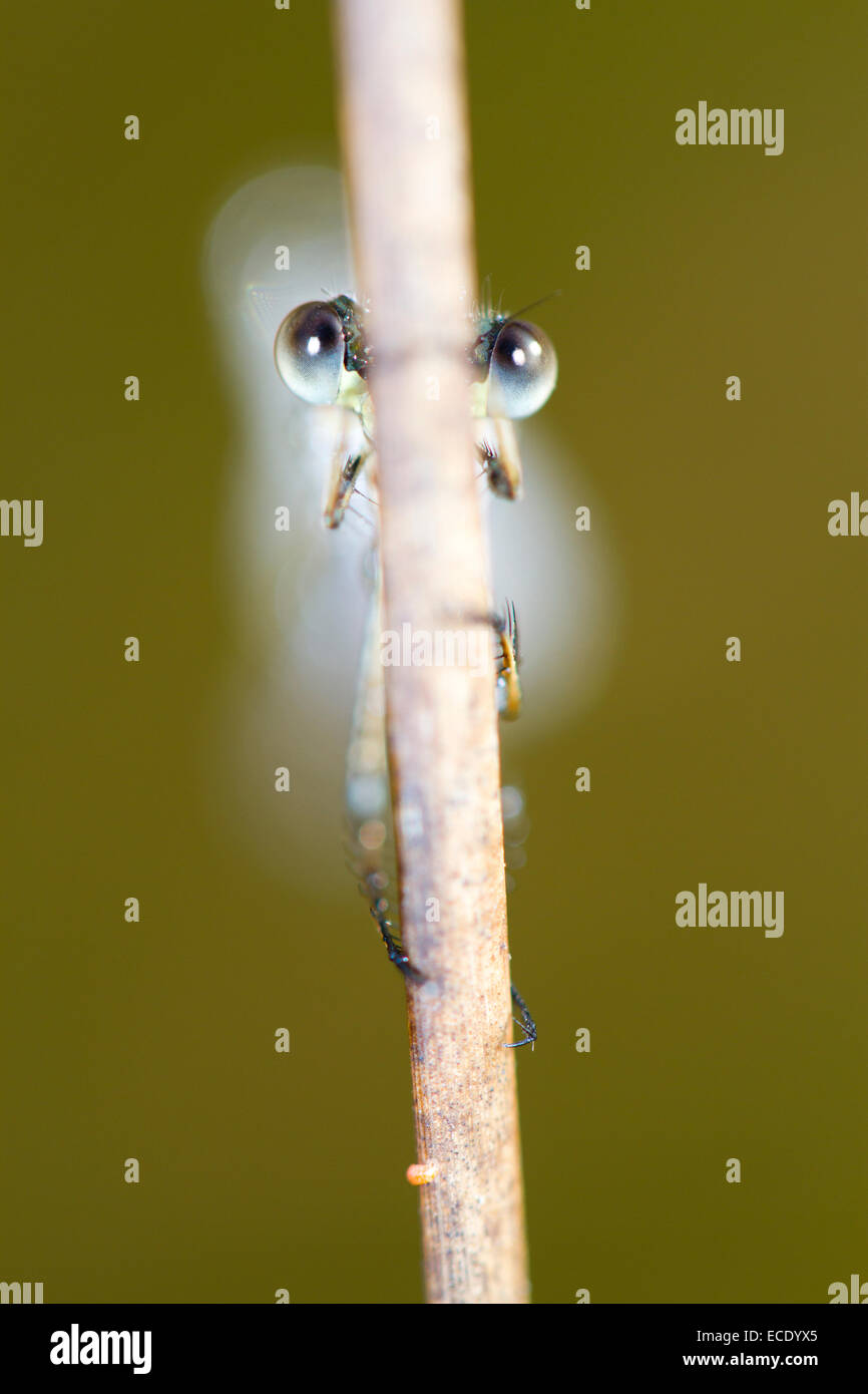 Libellule demoiselle insecte Banque d'image et photos - Alamy