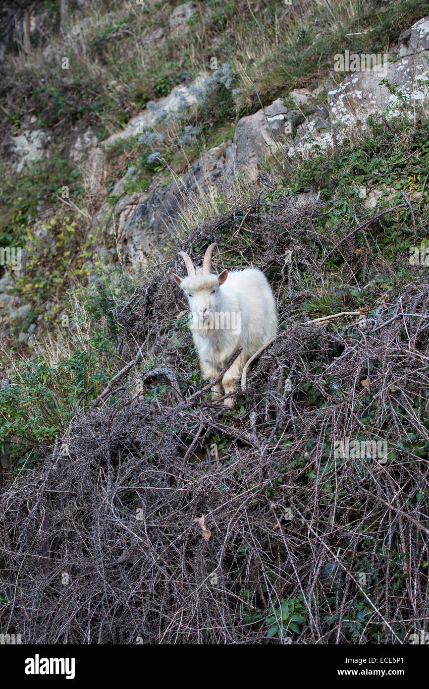 Chèvre du cachemire Banque de photographies et d’images à haute ...