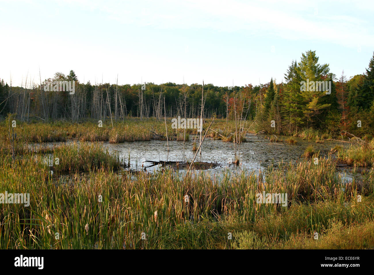 Sumpflandschaft Suempfe Sumpf Voir vu Kanada Canada Canadian Baum à l ...