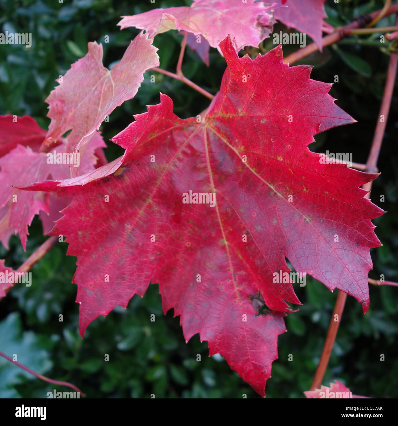 Feuille de vigne rouge Banque de photographies et d’images à haute ...