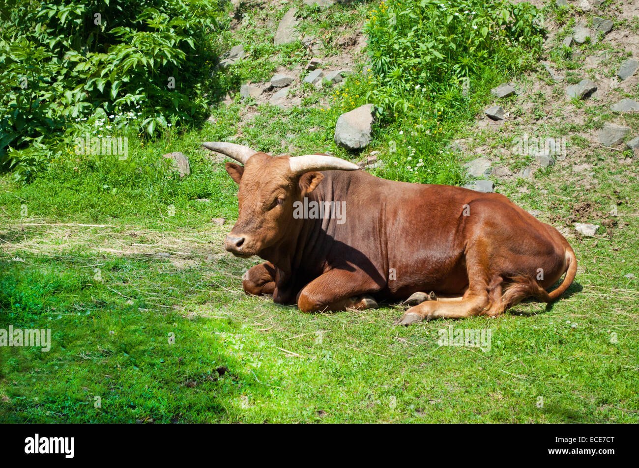 Vache africaine à longues cornes Banque de photographies et d’images à ...