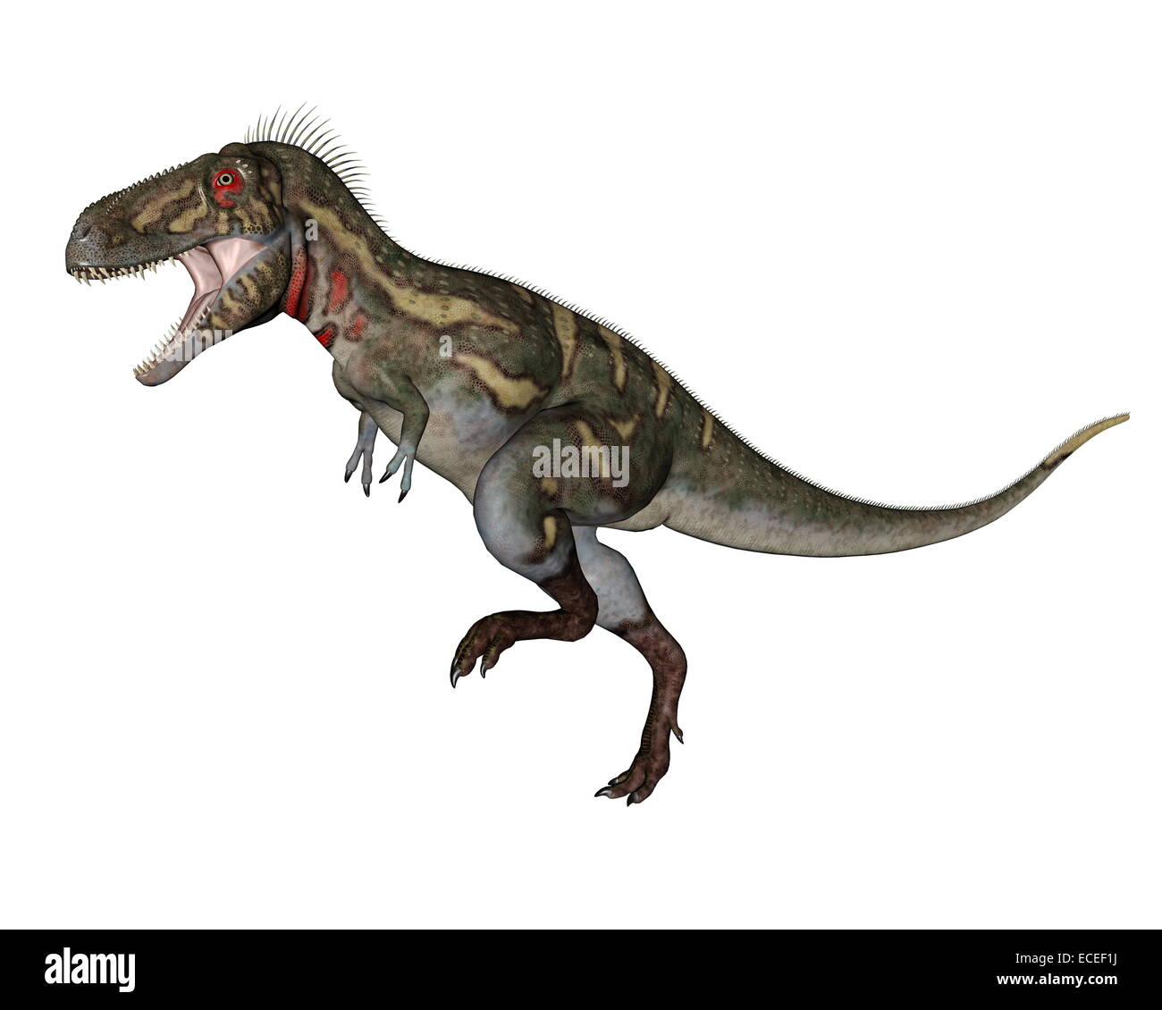 La marche des dinosaures Nanotyrannus en fond blanc- 3D render Photo ...