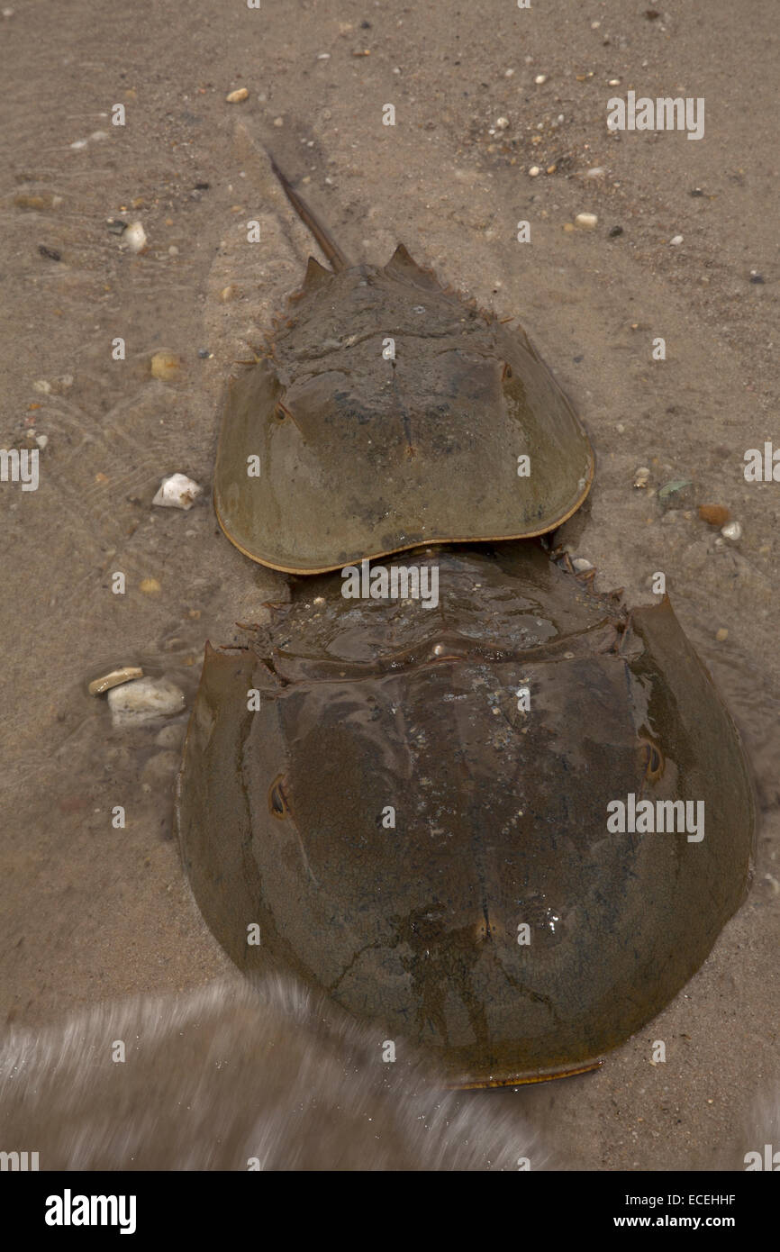 Les limules, Limulus polyphemus, la baie du Delaware, Ohio, à venir à ...