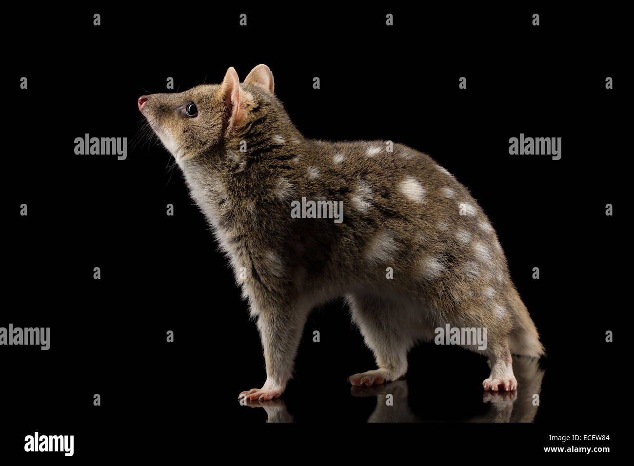 Chat marsupial Banque de photographies et d’images à haute résolution ...