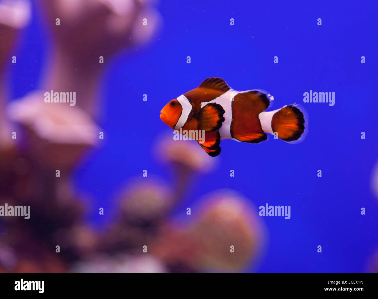 Poisson clown orange Banque de photographies et d’images à haute ...