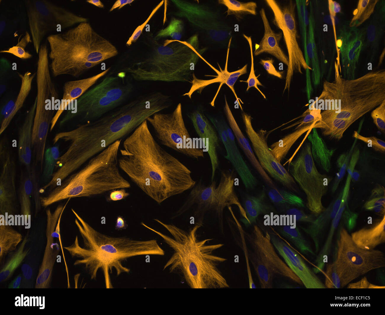 Astrocyte microscopy Banque de photographies et d’images à haute ...