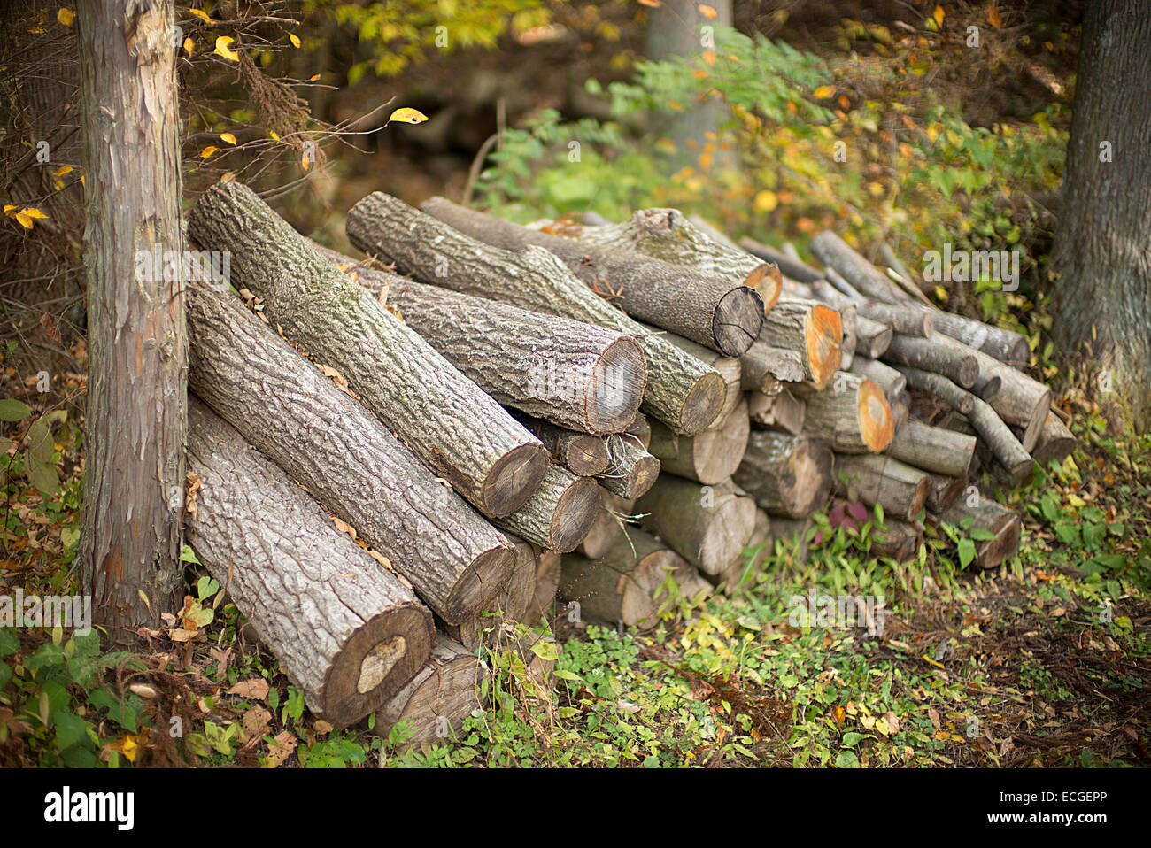 Bois dans le tas de bois Banque de photographies et d’images à haute ...