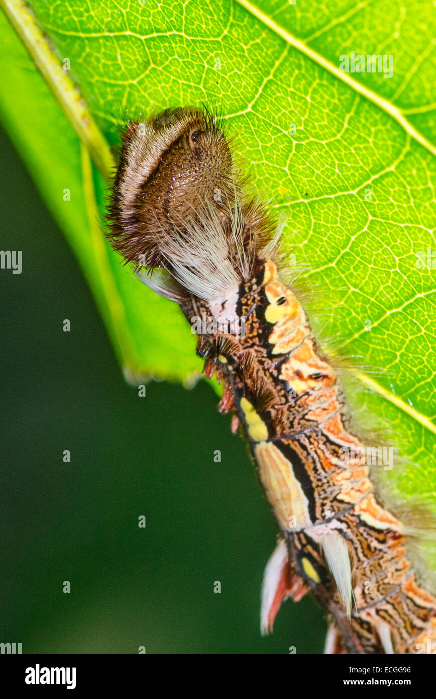 Blue morpho butterfly caterpillar Banque de photographies et d’images à haute résolution - Alamy
