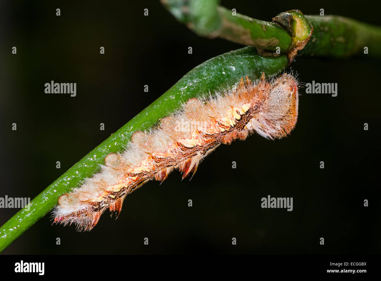 La maturité de la chenille papillon Morpho bleu Photo Stock - Alamy